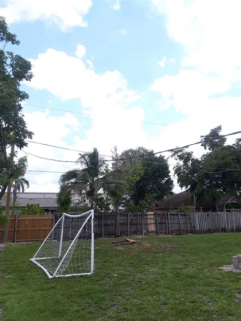 Maple Tree Removal A Plus Tree Service