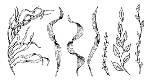 Kelp Drawing