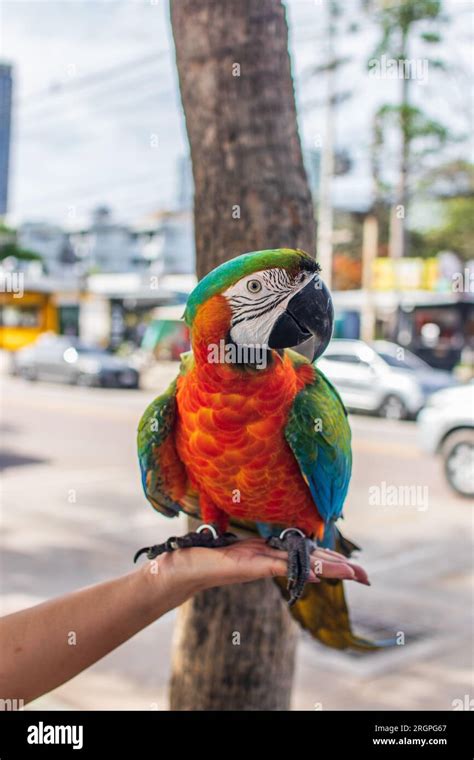 A Colorful Parrot Presents On The Arm Of A Woman Stock Photo Alamy