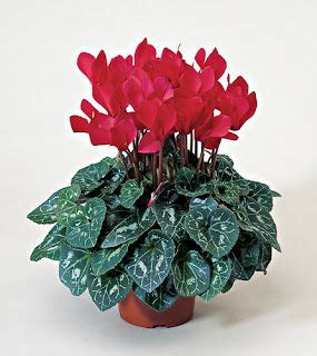 Κυκλάμινο Cyclamen ~ ΦΥΤΟΓΝΩΣΕΙΣ Cultivo De Flores Plantas Bonitas