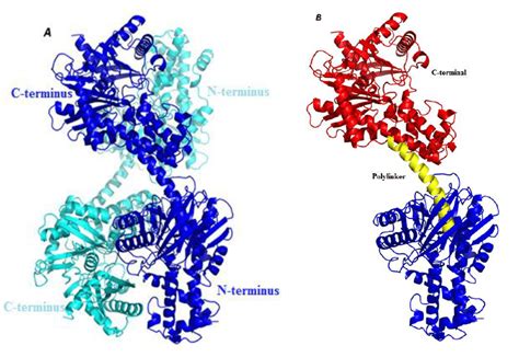 1 Hexokinase X Ray Structure Pdb 1hkb A Hki Dimer B Hki Monomer
