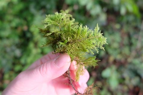 Whats That Moss Id Tips For Beginners Plantlife