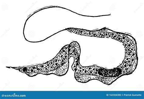 Trypanosoma Vintage Illustration Stock Vector Illustration Of Vintage Organism 163304300