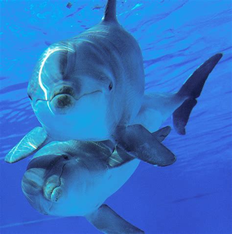 10 Types Of Dolphins Found In Florida 2023 Bird Watching Hq