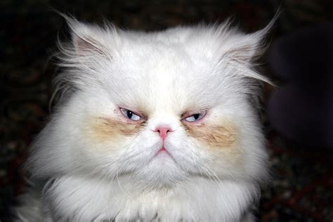 دنیای شگفت‌ انگیز سگ و گربه ها با 30 عکس دیدنی و جذاب