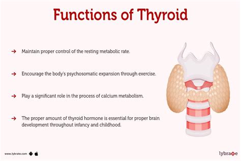 Thyroid Gland Hormones And Functions