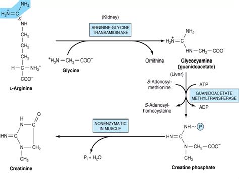 Glycine Metabolism Ppt
