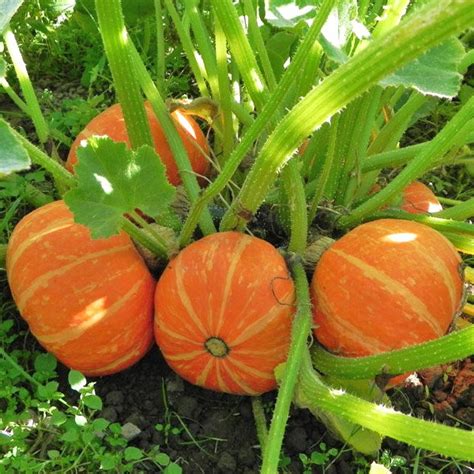 Orange Cutie F1 Untreated Squash Seeds Osborne Farm Seeds