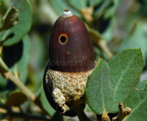 The Acorn Or Lande Is A Characteristic Fruit Of The Species Of The