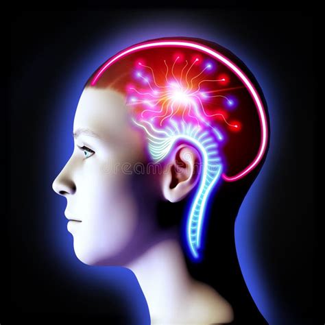 Brain Side View Girl Section Of The Brain Motor Cortex Control And