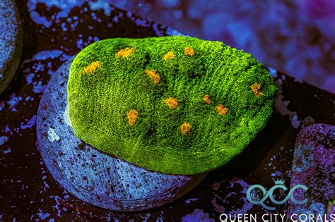 Space Invader Chalice Wysiwyg Queen City Corals