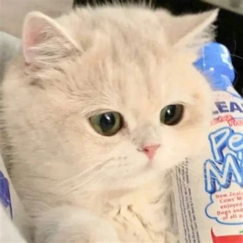 猫猫头像 堆糖，美图壁纸兴趣社区