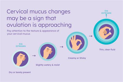 Egg White Cervical Mucus Vs Sperm