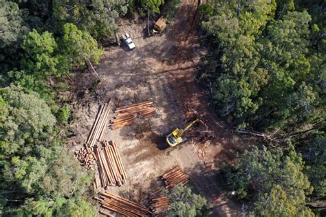 Australian State Fails On Koala Conservation While Relying On Faulty Offset Schemes Experts Say