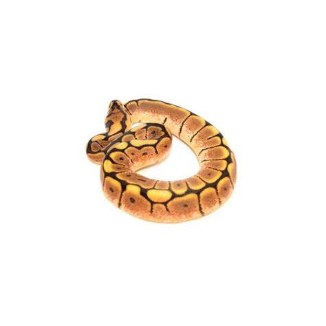 Python Royal Spider Python Regius