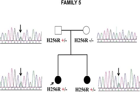 Pedigree And Chromatograms Showing Sequencing Analysis Of Heterozygous Download Scientific