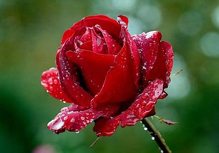 Rose Wikiwand