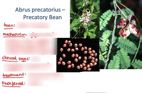 Plant Toxin 24 Diagram Quizlet
