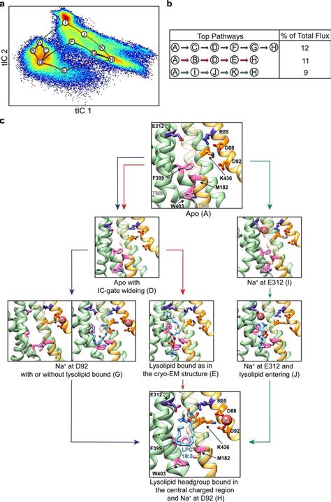 Pathways For Opening Of The Intracellular Gate And Substrate Entry A