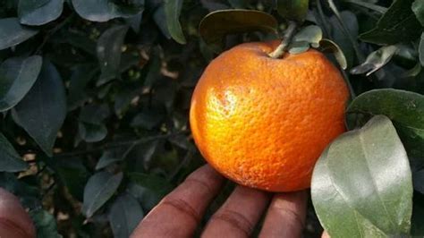 Kinnow At Kilogram Sri Ganganagar ID