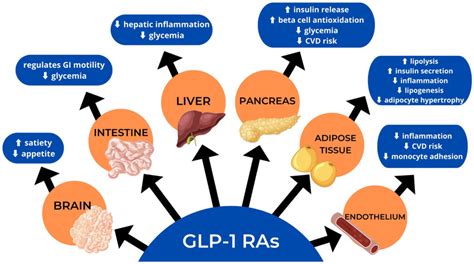 Actions Of Glucagon Like Peptide 1 Receptor Agonists Glp Ra Download Scientific Diagram