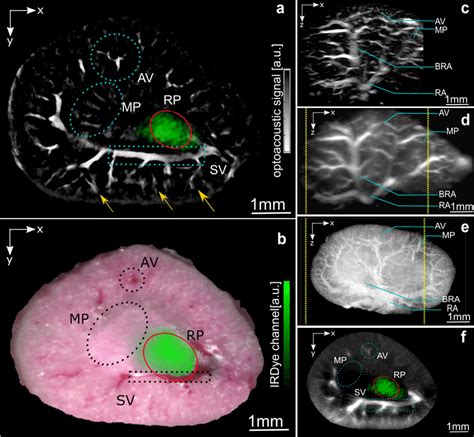 Ultra Wideband Multispectral Optoacoustic Mesoscopy Of Organic Dye In Download Scientific