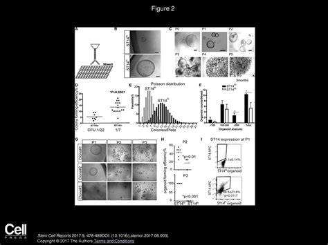 Adult Mouse Liver Contains Two Distinct Populations Of Cholangiocytes