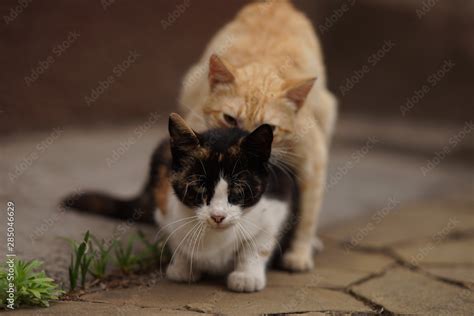 Domestic cats in the act of mating Cat make love having sex の Stock