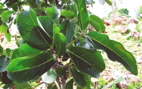 Tendu Tree A Comprehensive Overview Of Cultivation Propagation And Uses