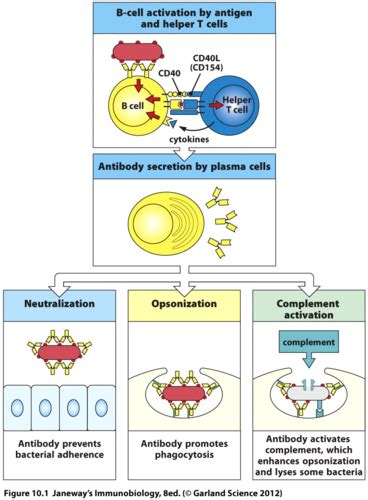 Meiosis And Mendel Flash Cards Flashcards Quizlet