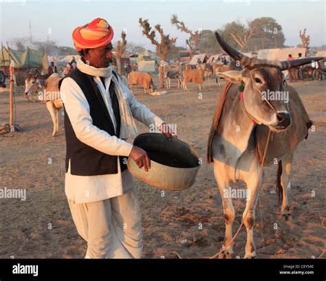 India, Rajasthan, Nagaur, Fair, man feeding cattle Stock Photo - Alamy