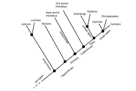 Taxonomy Classification New Taxonomy Databases In Omicsbox Biobam
