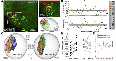 Organization Of Vmns In Rat Fn A Example Of One Of The 13 Download Scientific Diagram