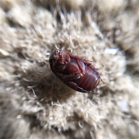 Junebug Project Noah