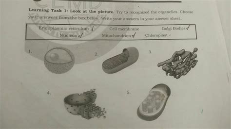 solved learning task 1 look at the picture try to recognized the organelles choose your