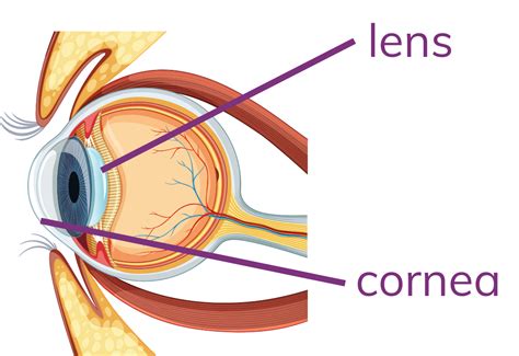 Math In Eyesight And Refraction — Seattle Universal Math Museum Math In Eyesight And Refraction — Seattle Universal Math Museum