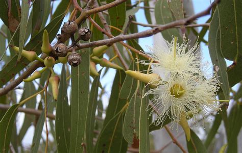 The Definitive Guide To Eucalyptus Species Species Characteristics Uses And Care