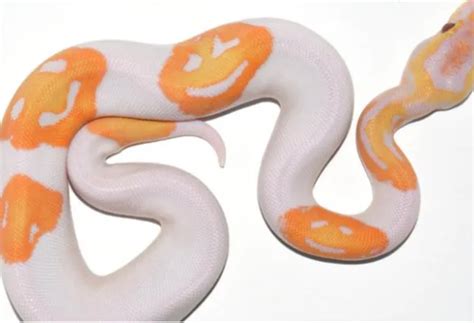 Strange Albino Python With 3 Smiley Faces Appeared In India