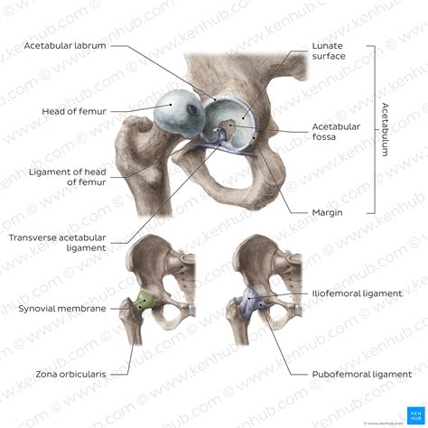 Femur Sem Rotulo Femur Surgical Technique Guide