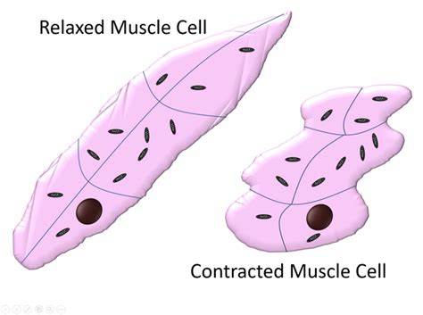 Muscle Cell Key Stage Wiki