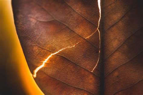 Still Life Photography Lighting