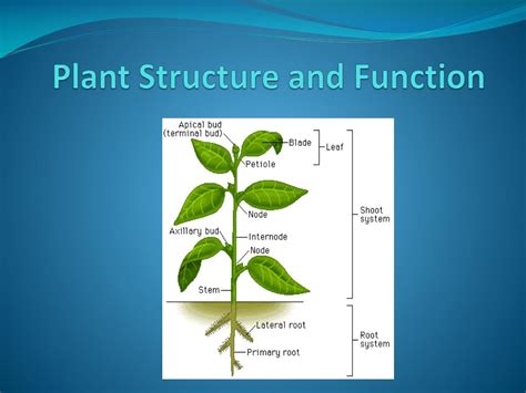 Ppt Plant Structure And Function Powerpoint Presentation Free Download Id 2160604