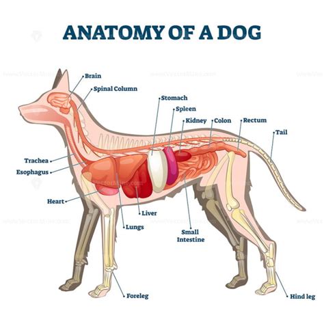 Anatomy Of Cat With Inside Structure And Organs Scheme Vector Illustration Vectormine