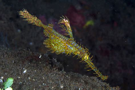 Solenostomus Paradoxus