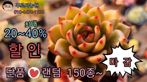 🤗20~최대40할인~150종~♡다육판매다육식물반려식물비바위솔청주다육충북다육대전다육기온차공기정화식물 천안다육음성다육진천다육전국다육겨울 Youtube