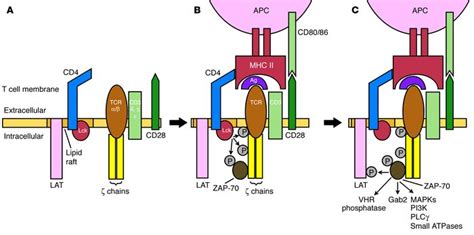 T Cell Receptor Complex