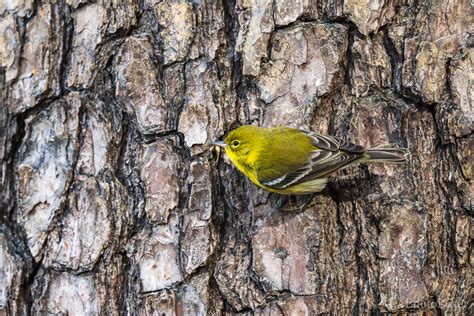 Pine Warblers Are Very Cute Backcountry Gallery Photography Forums