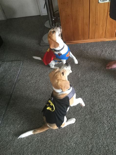 Pin By Sheryl Johnston On Barney And Max Barney Holiday Decor Elf