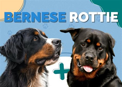 Bernese Rottie Bernese Mountain Dog And Rottweiler Mix Info Pictures