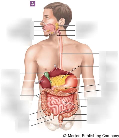 Digestive System Labeling Body Diagram Quizlet